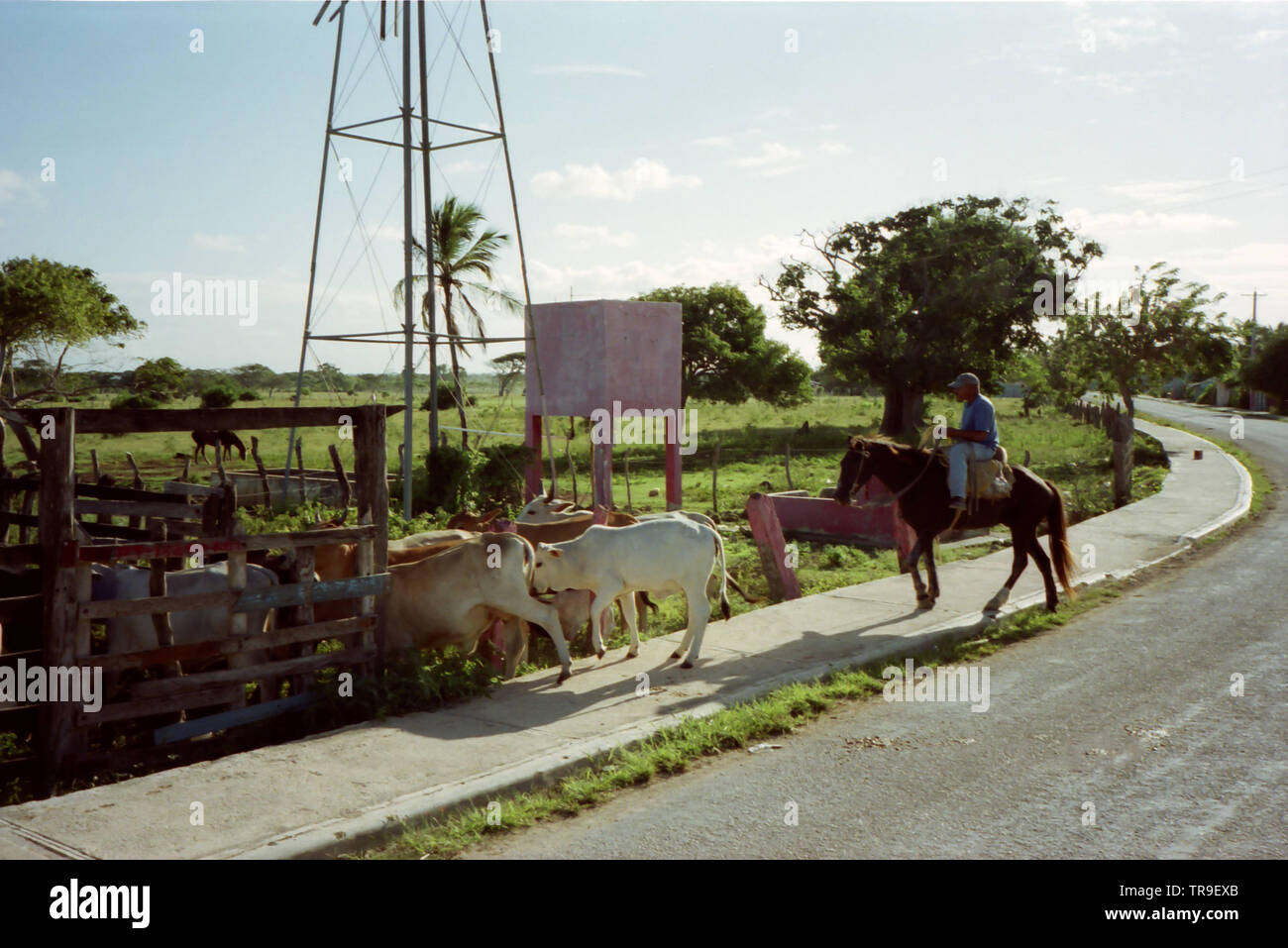 DOMINICAN REPUBLIC - Circa 2003: A cowboy on horseback herds cattle ...