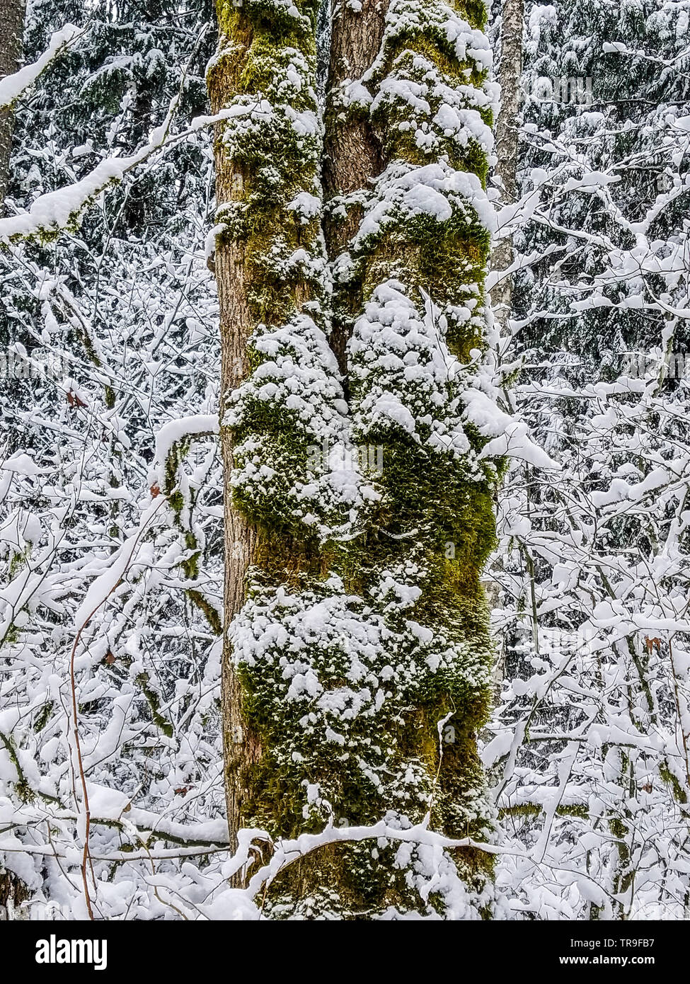 Walk in woods hi-res stock photography and images - Alamy