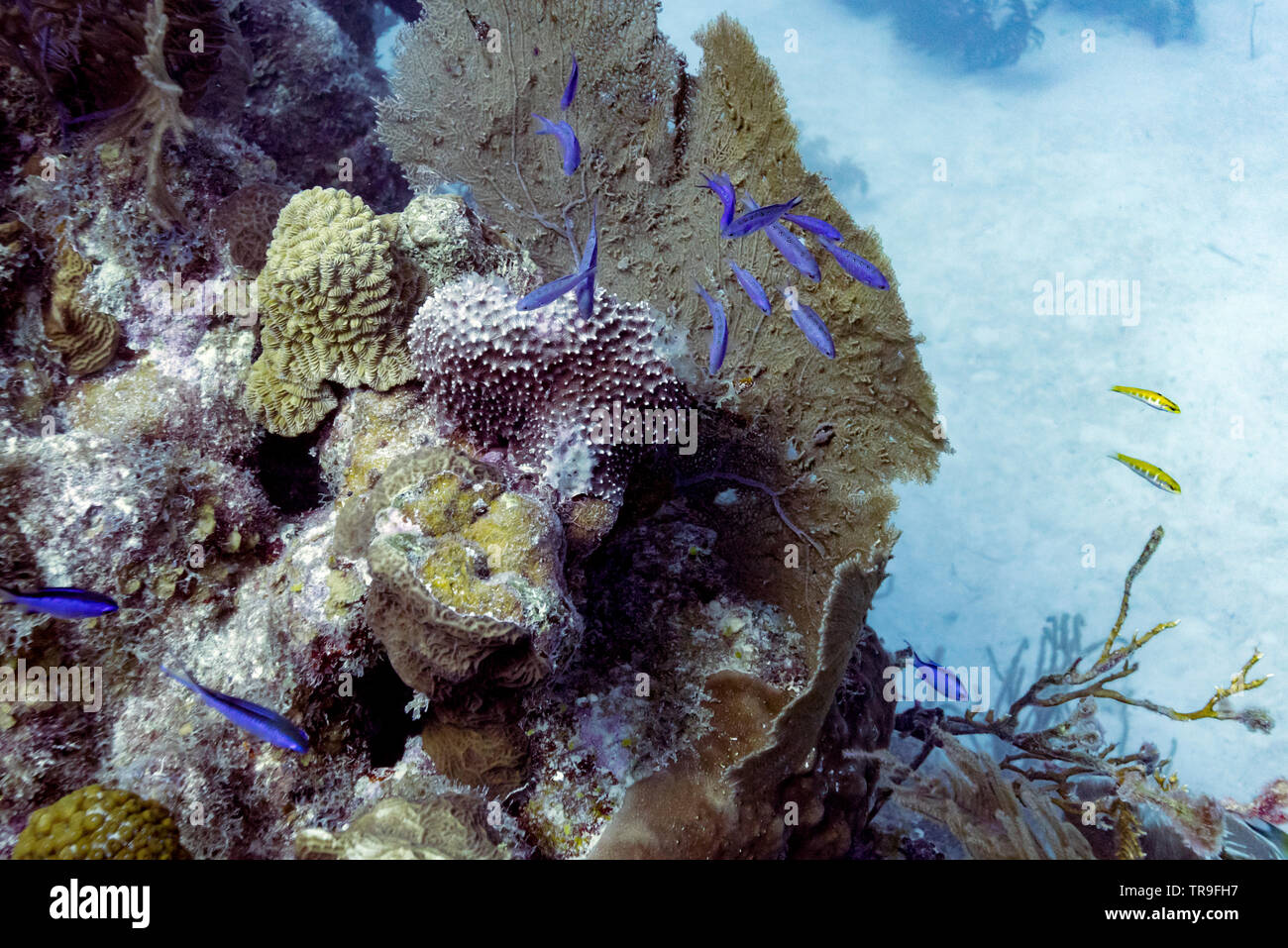 Coral reefs underwater, Tarpon Cayes, Belize Barrier Reef, Lighthouse ...