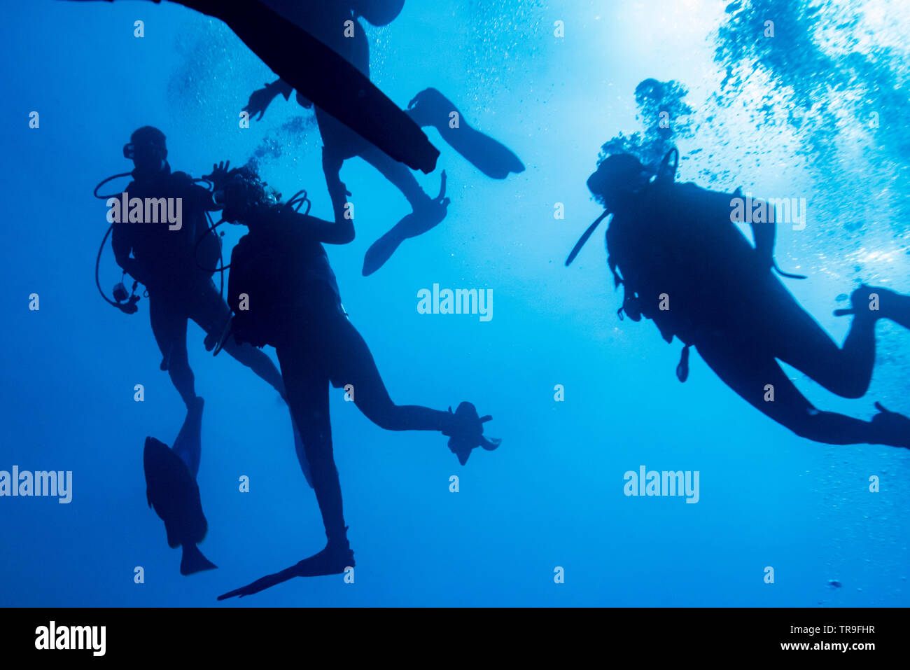 Scuba divers underwater, Tarpon Cayes, Belize Barrier Reef, Lighthouse ...