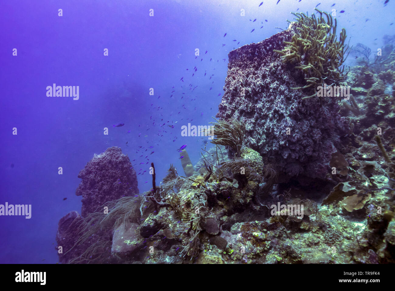 Coral reefs underwater, Tarpon Cayes, Belize Barrier Reef, Lighthouse ...