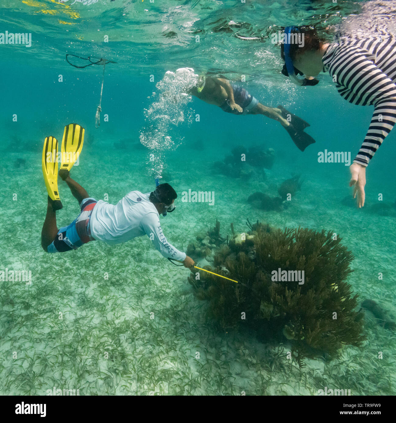Snorkelers around coral reef, Turneffe Atoll, Belize Barrier Reef ...