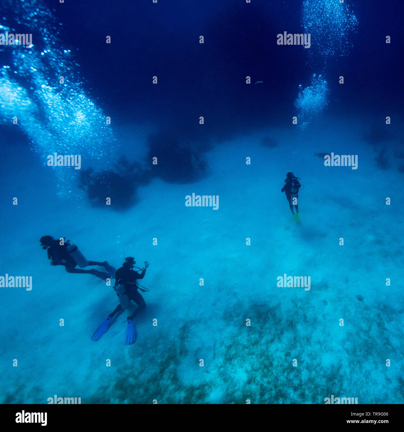 Scuba divers underwater, Tarpon Cayes, Belize Barrier Reef, Lighthouse ...