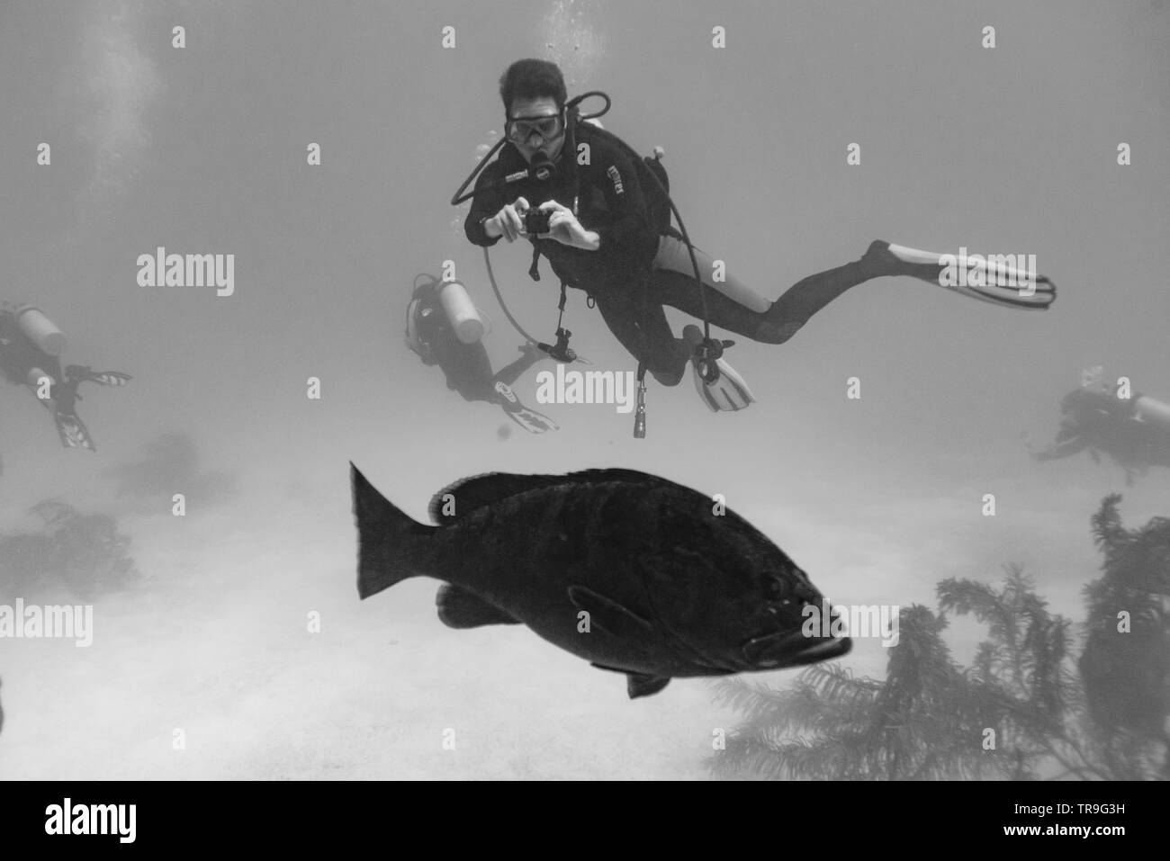Scuba diver photographing underwater, Tarpon Cayes, Belize Barrier Reef ...