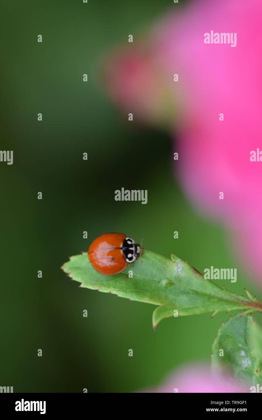 Animal delicado hi-res stock photography and images - Alamy