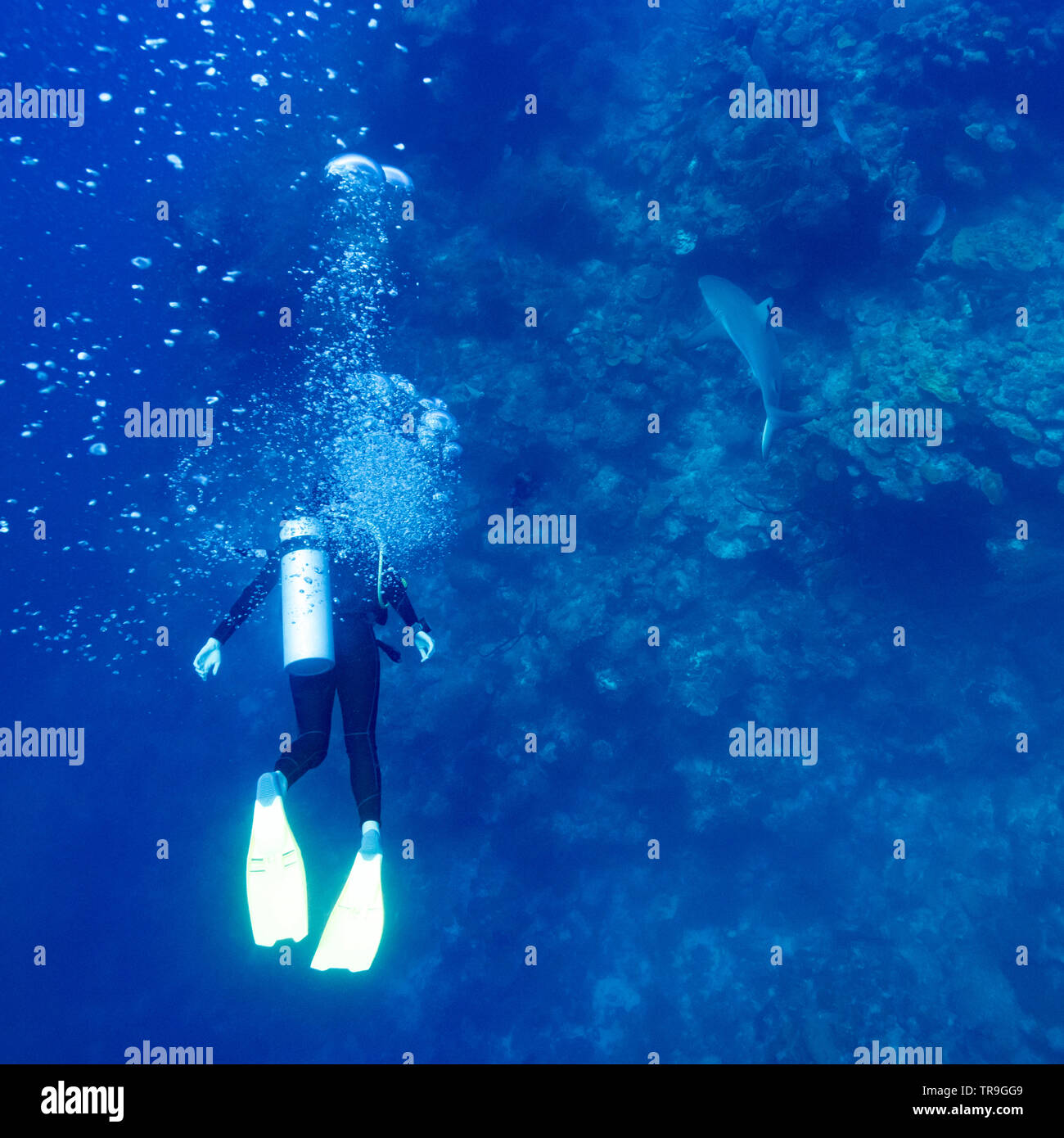 Scuba diver with Grey Reef Shark (Carcharhinus amblyrhynchos ...