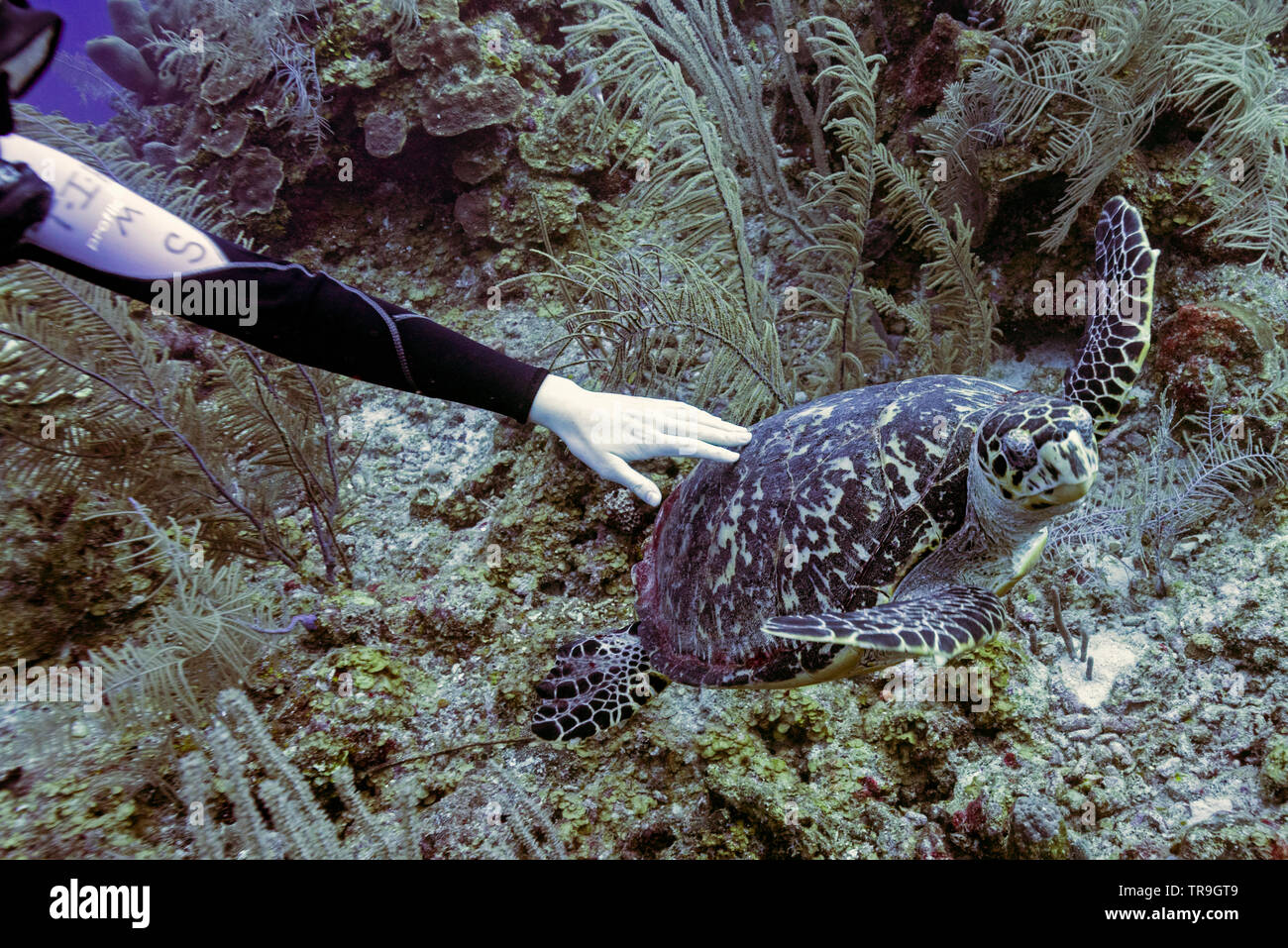 Scuba diver touching Hawksbill Sea Turtle (Eretmochelys imbricata ...