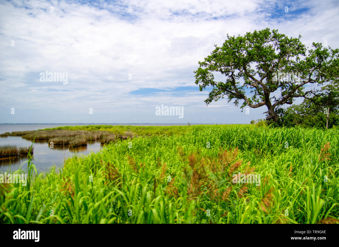 North carolina coast marsh hi-res stock photography and images - Alamy