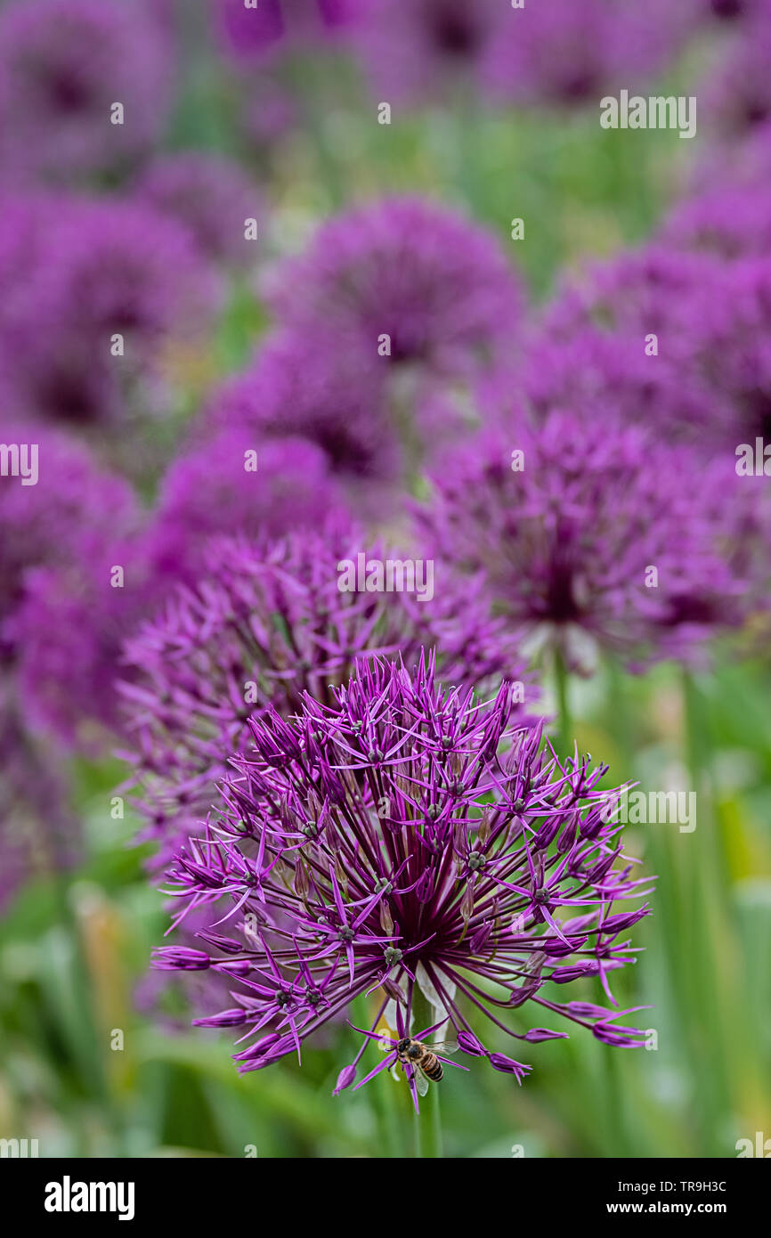 dark purple blossoms of a culivated allium with bee Stock Photo - Alamy