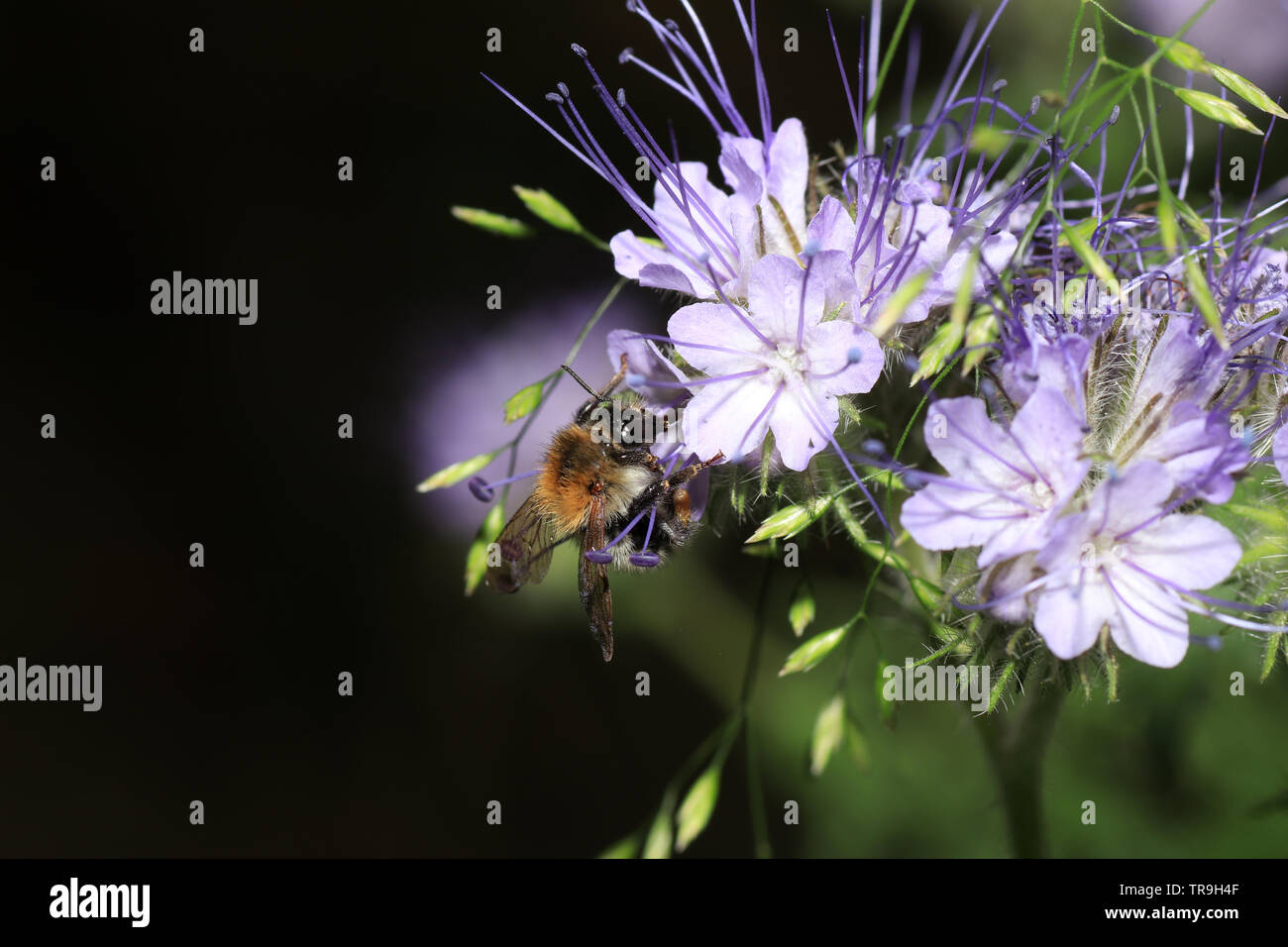 Bumblebee collecting nectar on flowers in a german garden Stock Photo ...