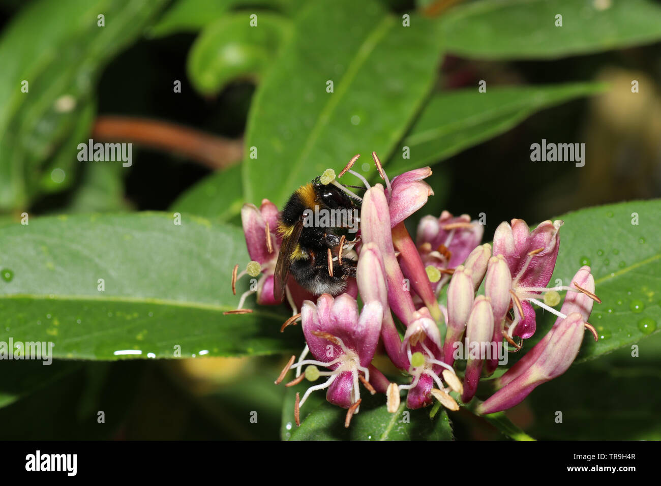 Bumblebee collecting nectar on flowers in a german garden Stock Photo ...