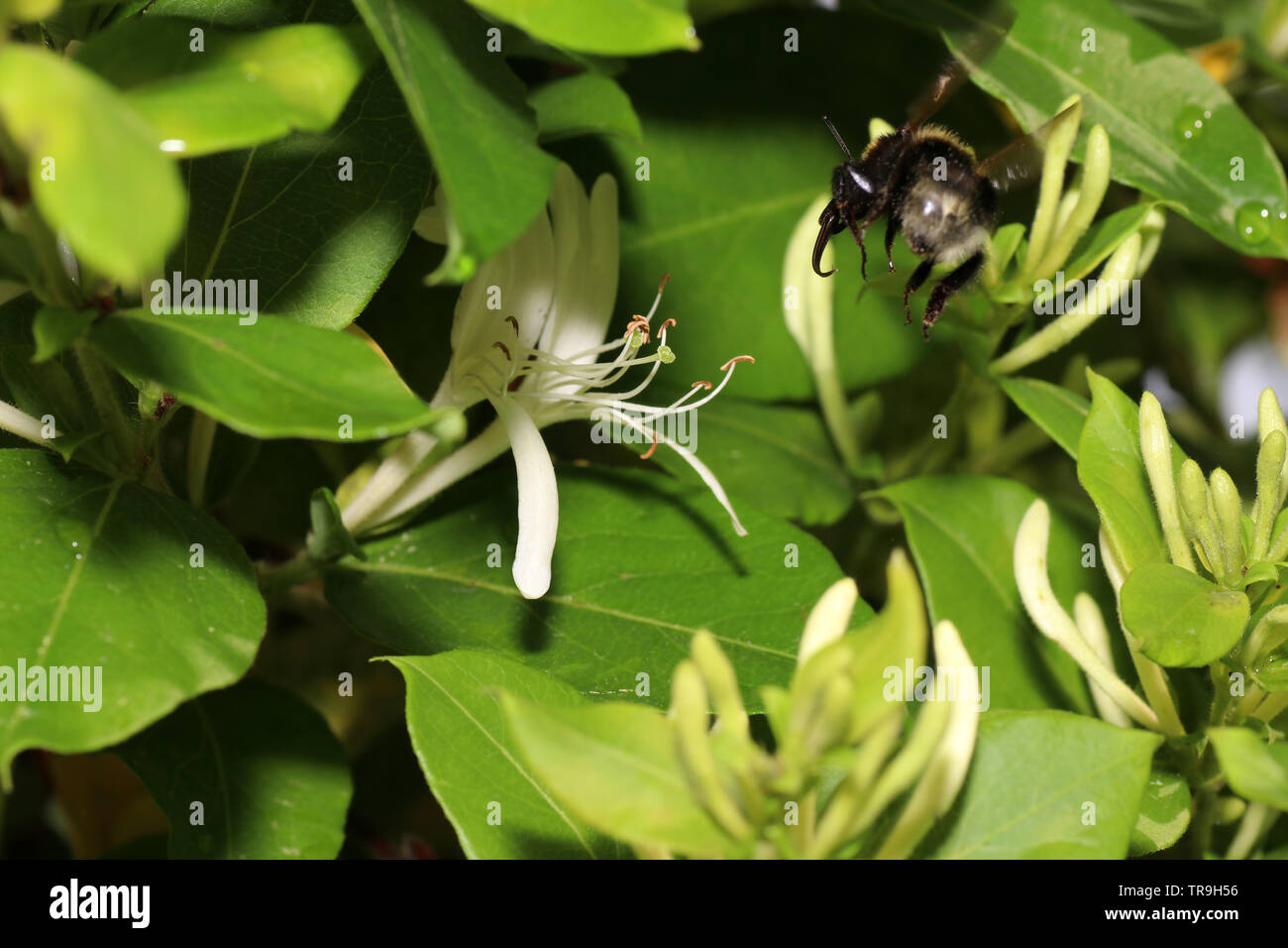Bumblebee collecting nectar on flowers in a german garden Stock Photo ...