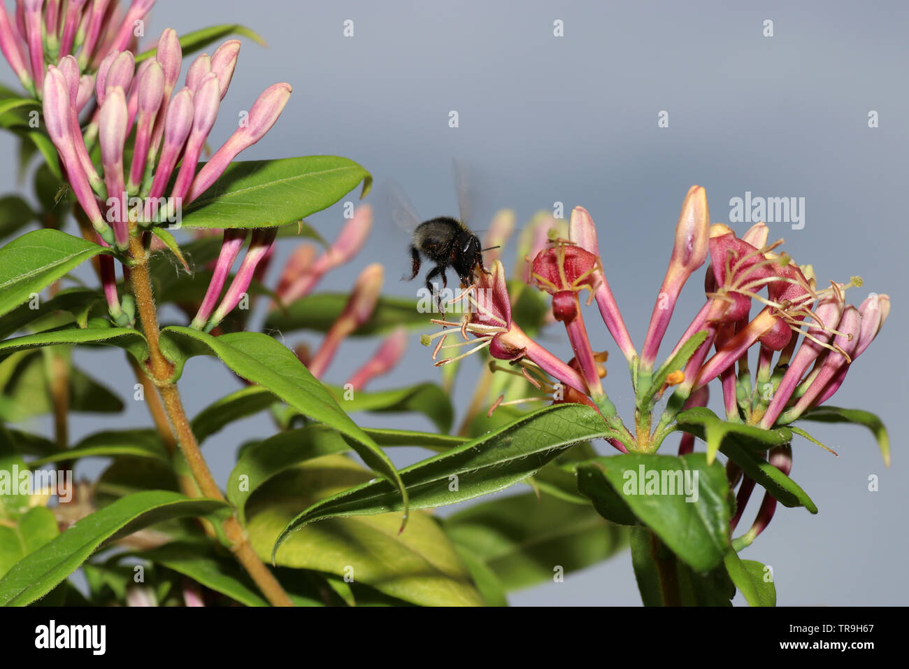 Bumblebee collecting nectar on flowers in a german garden Stock Photo ...