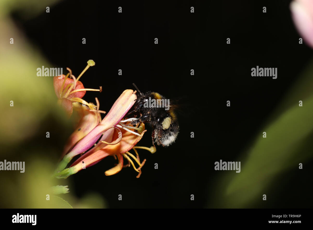 Bumblebee collecting nectar on flowers in a german garden Stock Photo ...