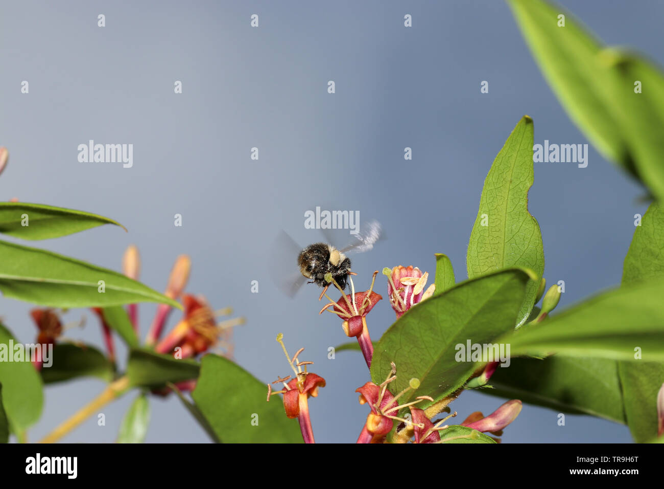 Bumblebee collecting nectar on flowers in a german garden Stock Photo ...