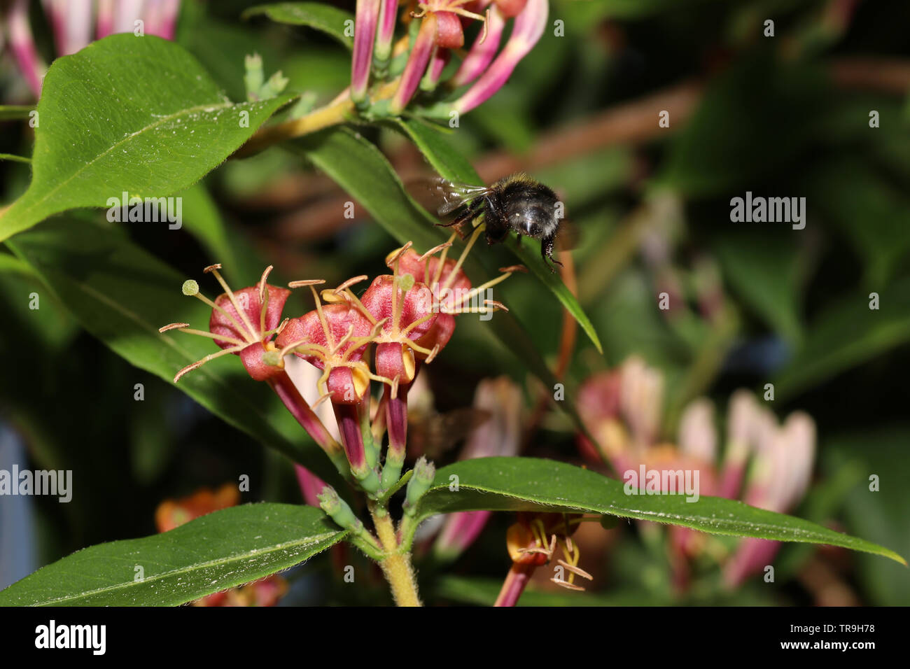 Bumblebee collecting nectar on flowers in a german garden Stock Photo ...