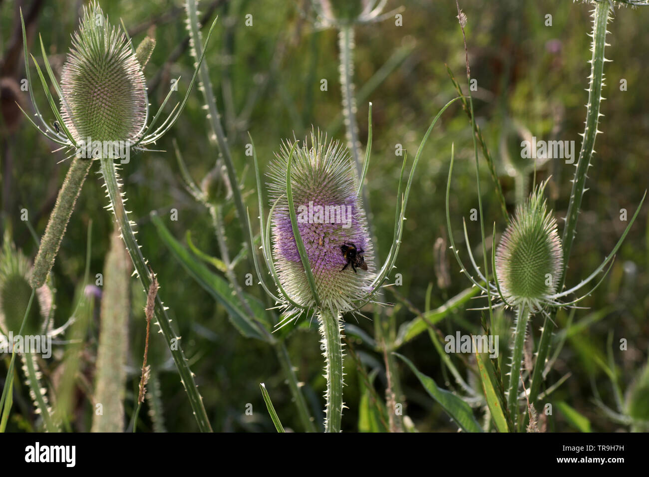 Bumblebee collecting nectar on flowers in a german garden Stock Photo ...