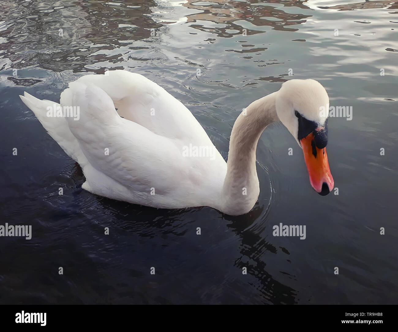 Reflection on swan river hi-res stock photography and images - Alamy