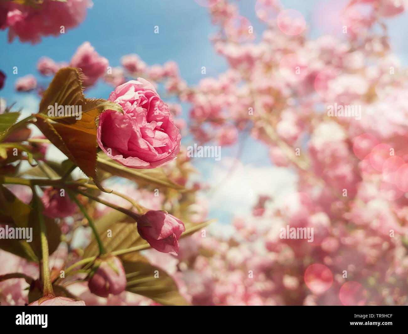 Blossom tree flowers hi-res stock photography and images - Alamy