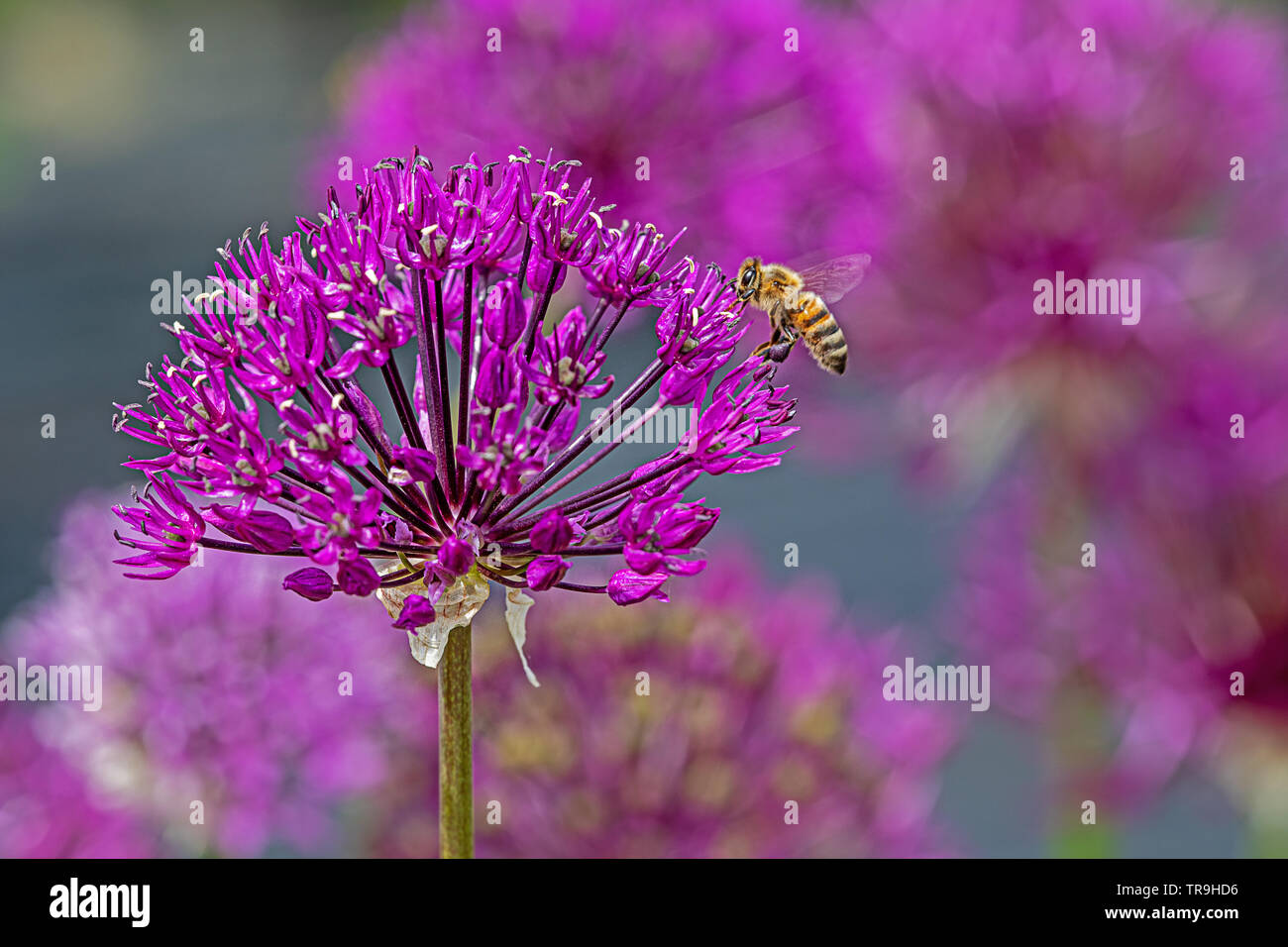 one blossom of a cultivated allium with a bee searching for nectar ...