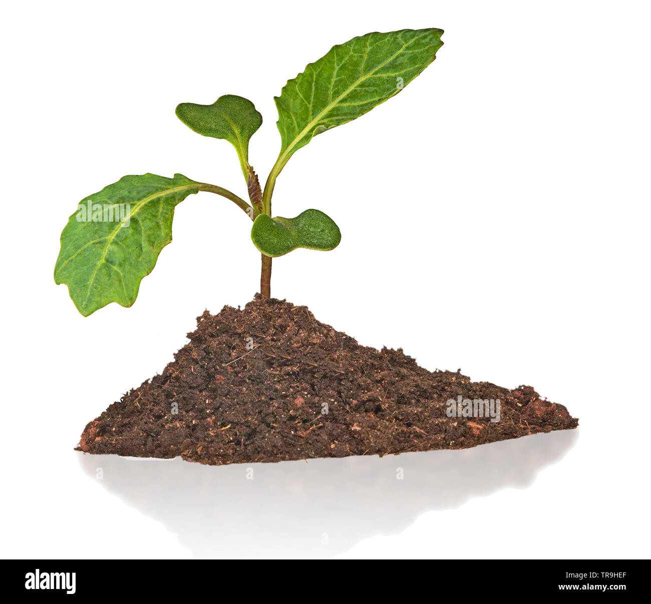 Cabbage seedling isolated on white background Stock Photo - Alamy