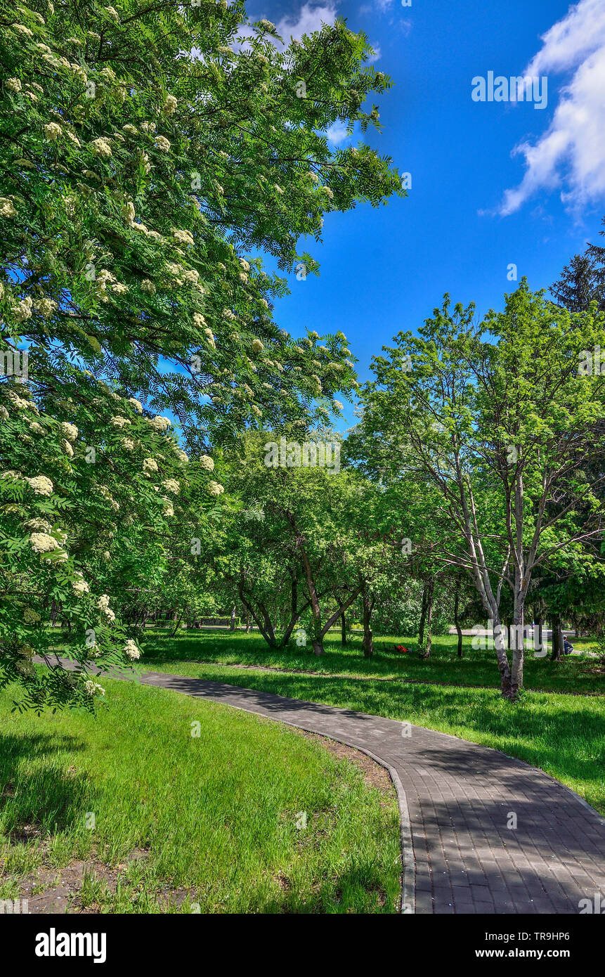 Rowan tree garden hi-res stock photography and images - Alamy