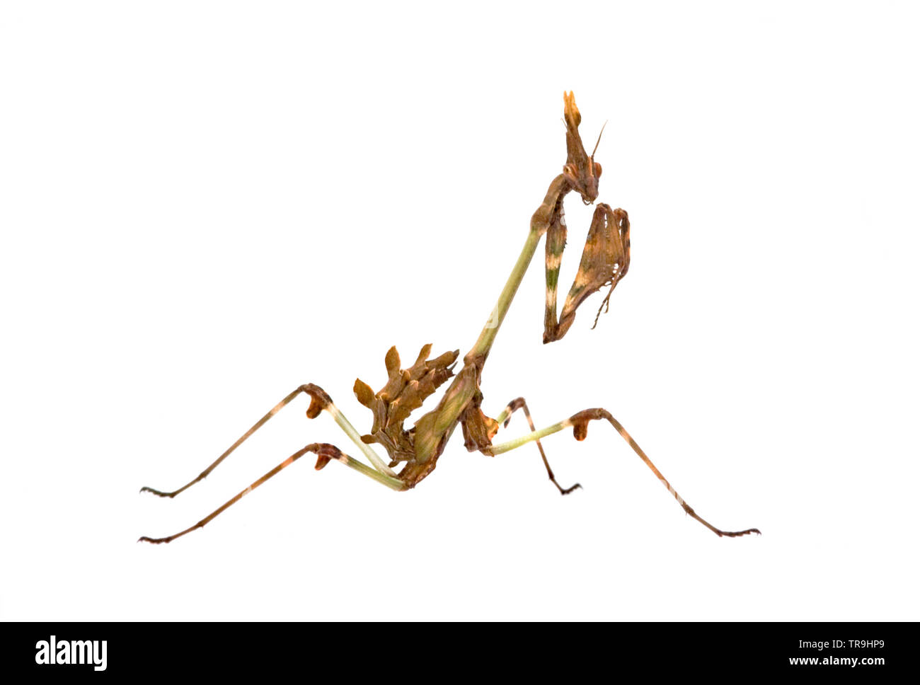 mantis larvae isolated on white background Stock Photo - Alamy