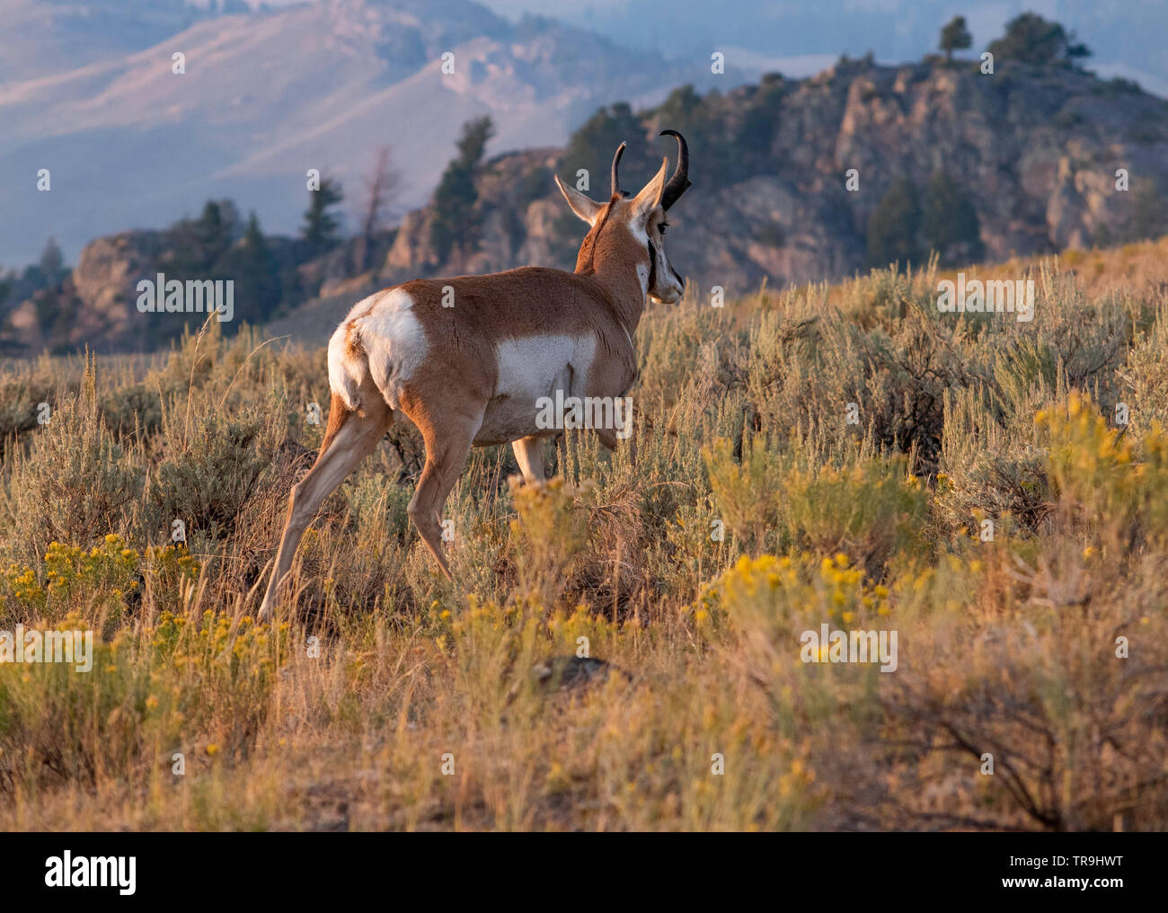 Antelope hills wyoming hi-res stock photography and images - Alamy