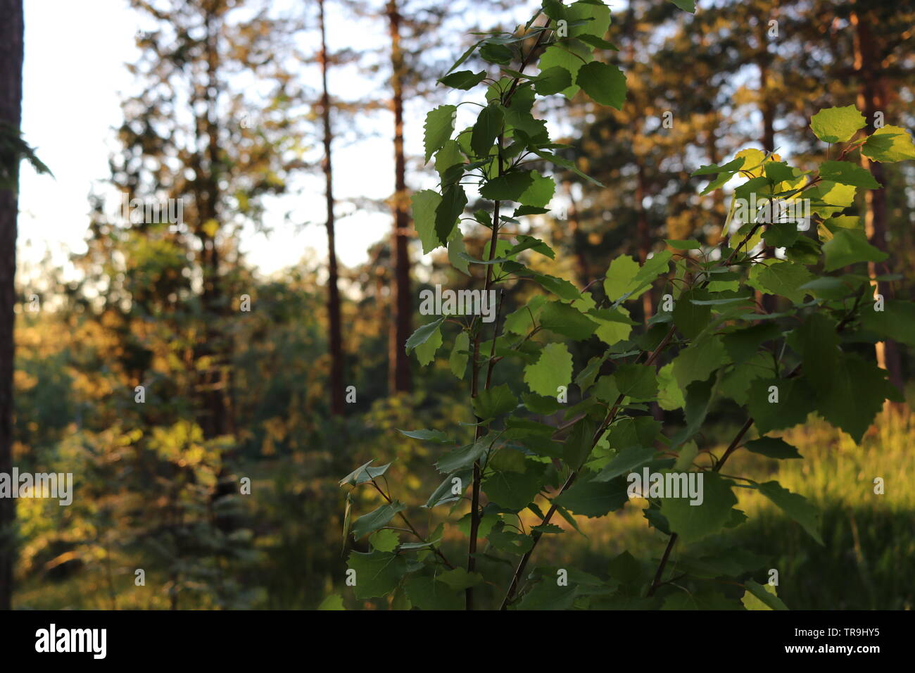 A young aspen tree at sunset with pines and a bright sky in the back ...