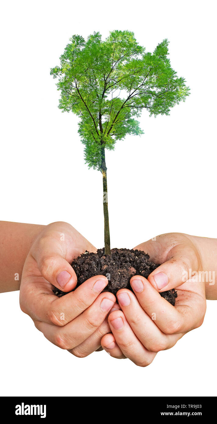 tree in hands Stock Photo - Alamy