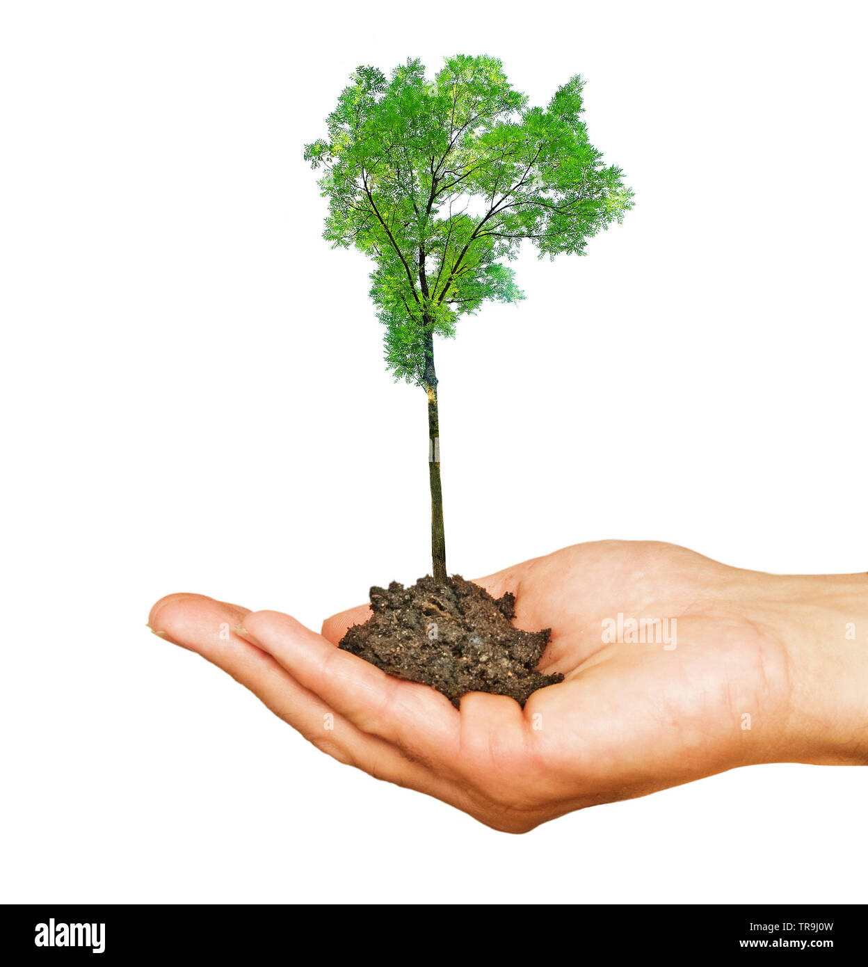 tree in hand Stock Photo - Alamy