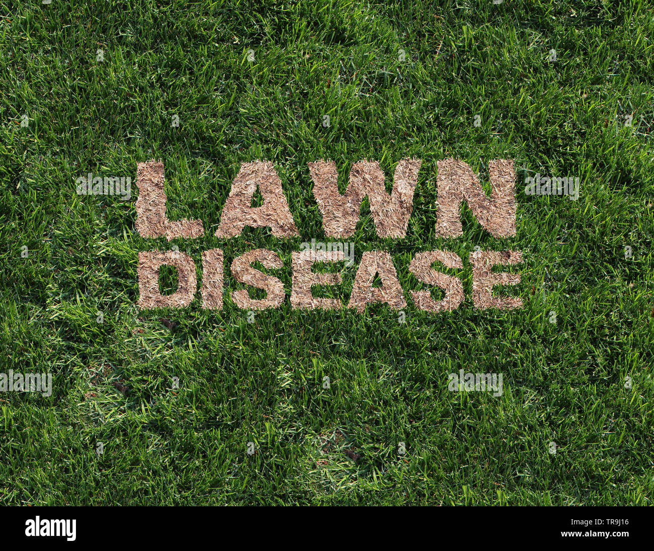Lawn disease as grub damage as chinch larva damaging grass roots ...