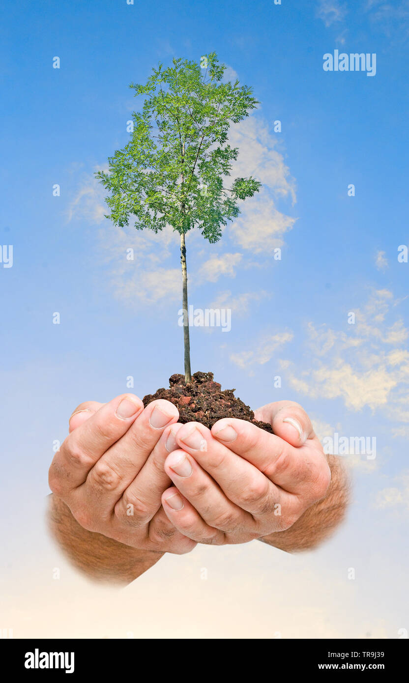 tree in hands Stock Photo - Alamy