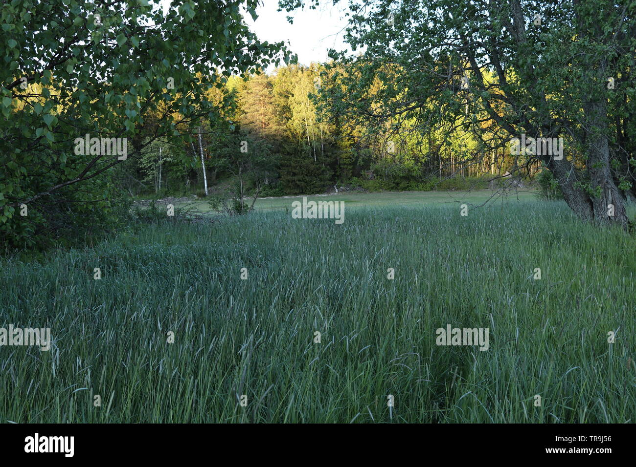 Carl jung tree hi-res stock photography and images - Alamy