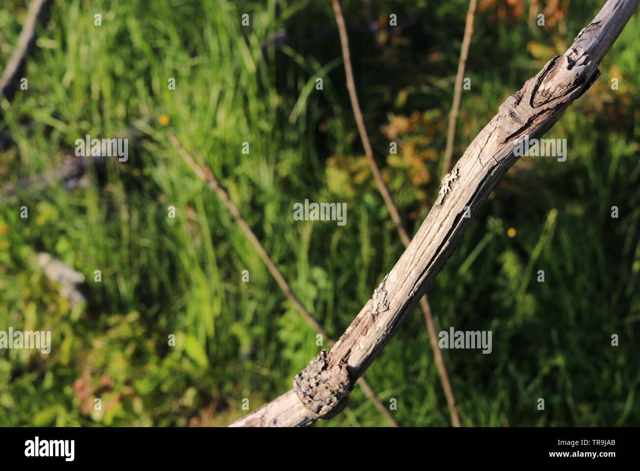 Tree grass sunset hi-res stock photography and images - Alamy