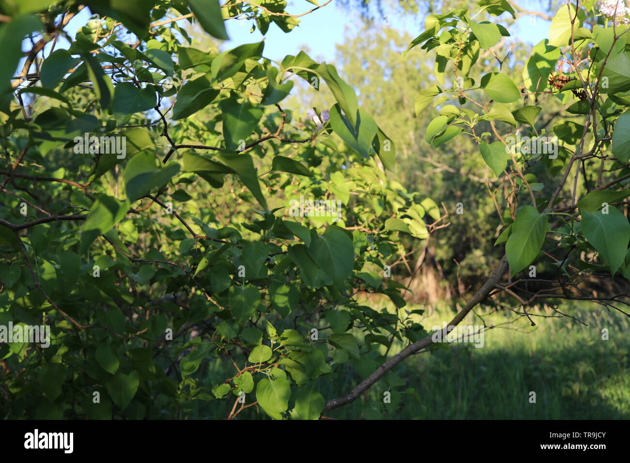 Green bush in forest hi-res stock photography and images - Alamy