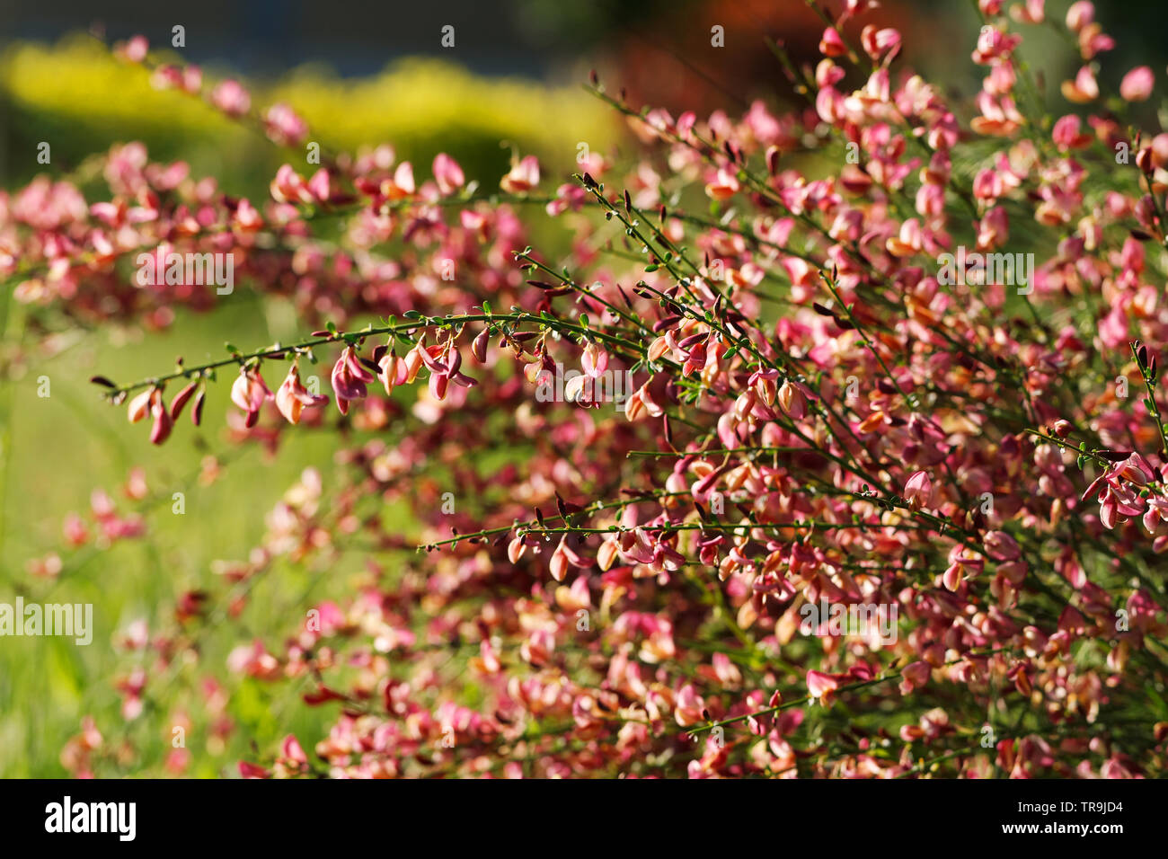 Cytisus scoparius spring blooming bush with red/ yellow blossom Stock ... Cytisus scoparius spring blooming bush with red/ yellow blossom Stock ...