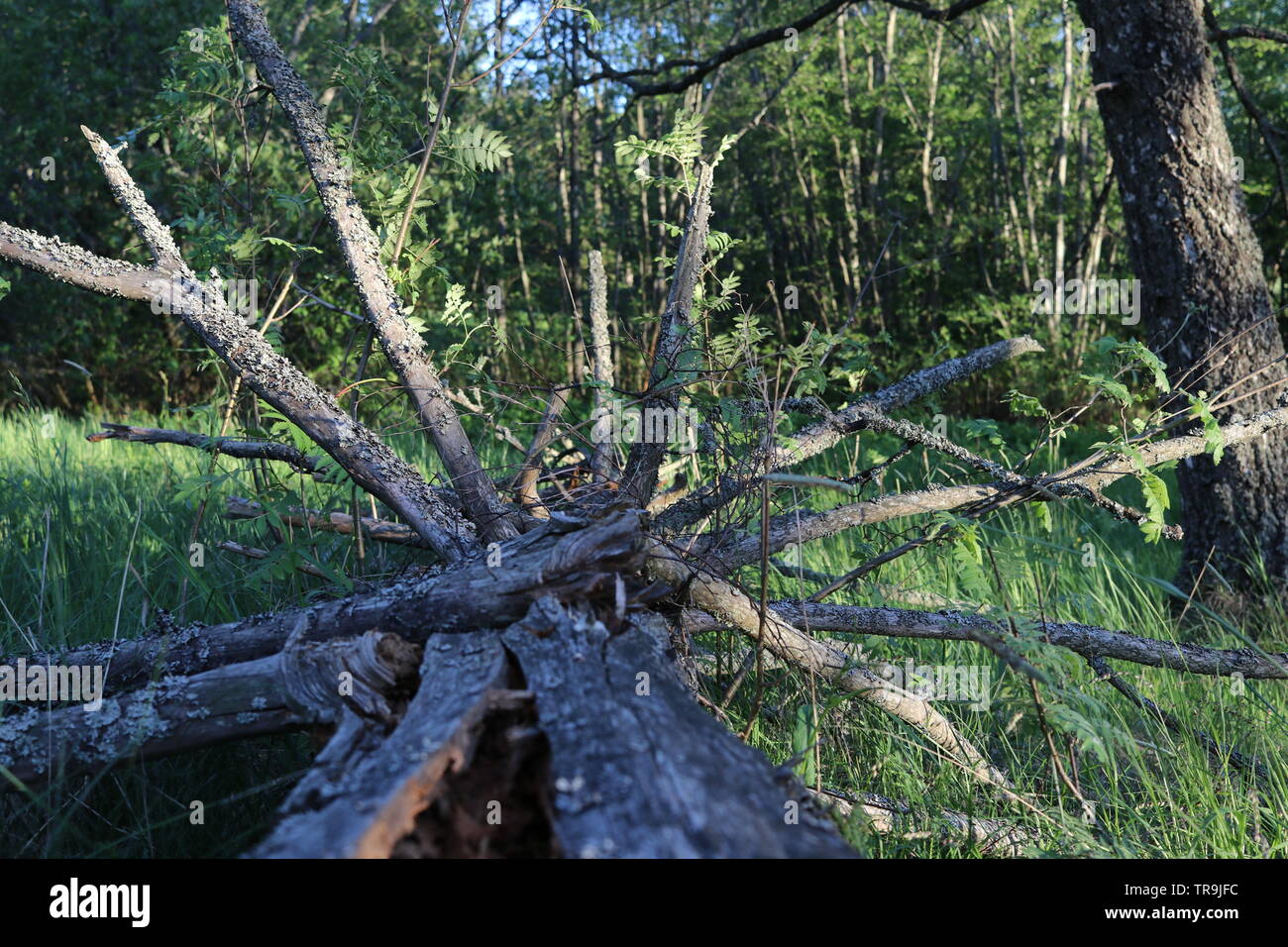 Pile tree branches in hi-res stock photography and images - Alamy