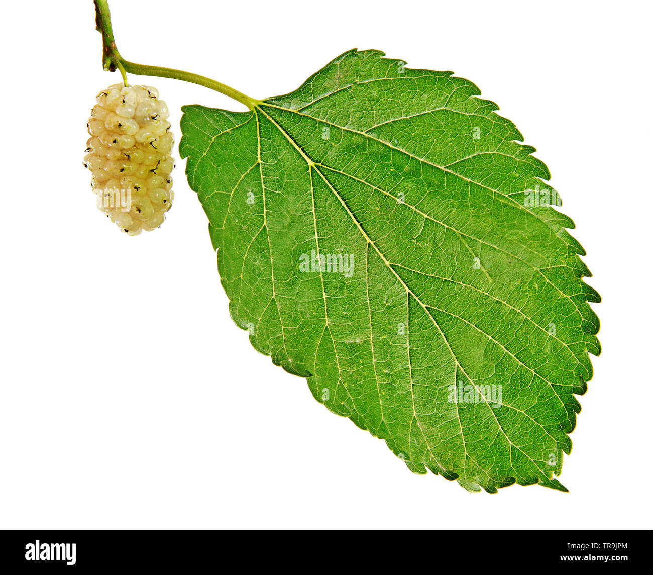 mulberry isolated on white background Stock Photo - Alamy