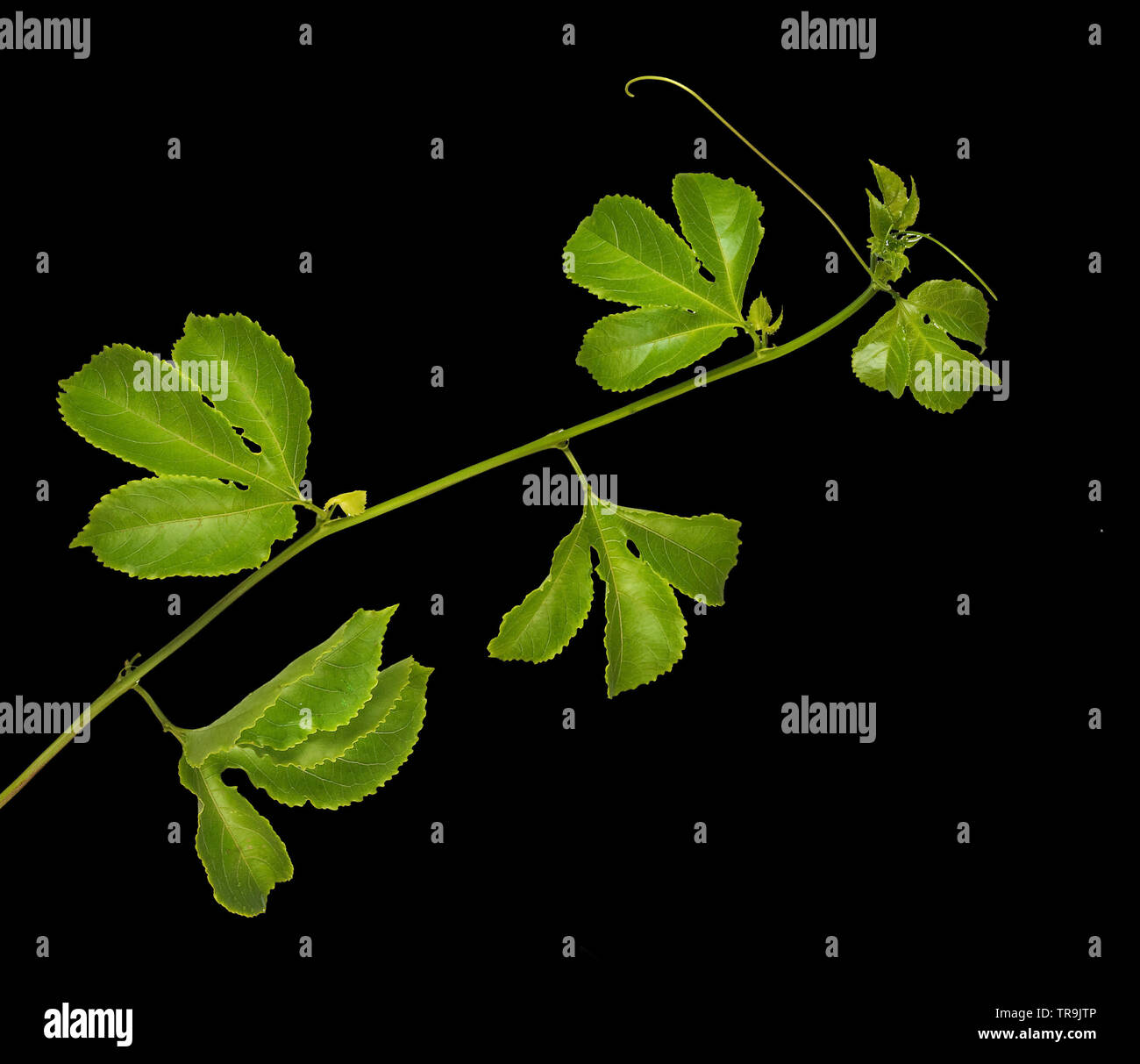 Vine isolated on black background Stock Photo - Alamy