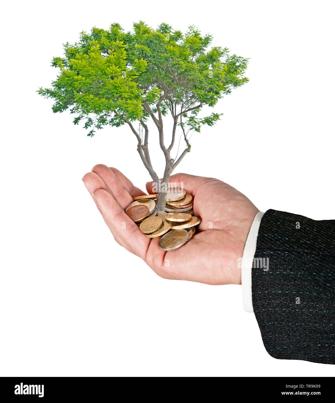 Palm with a tree growing from pile of coins Stock Photo - Alamy