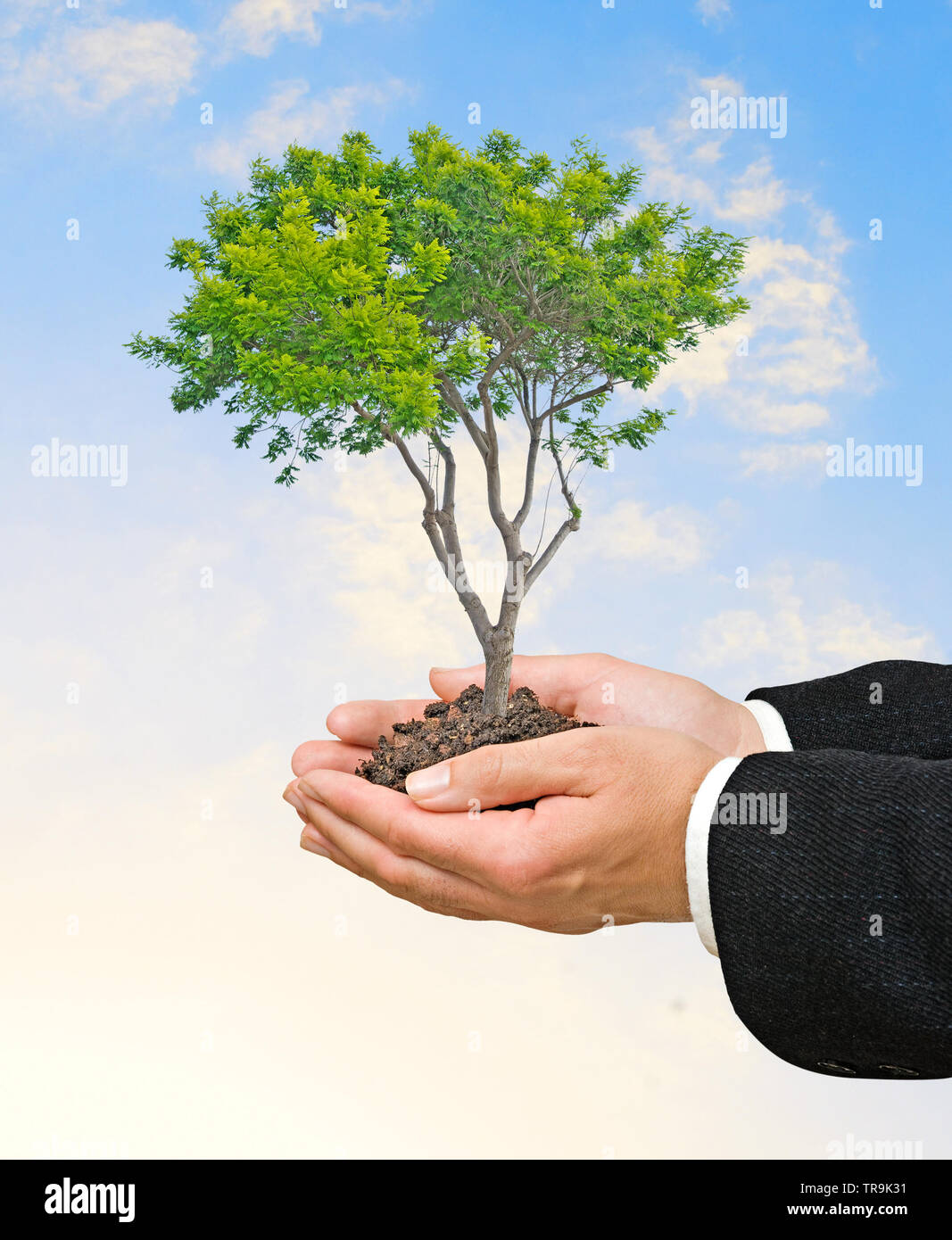 Tree in hands Stock Photo - Alamy