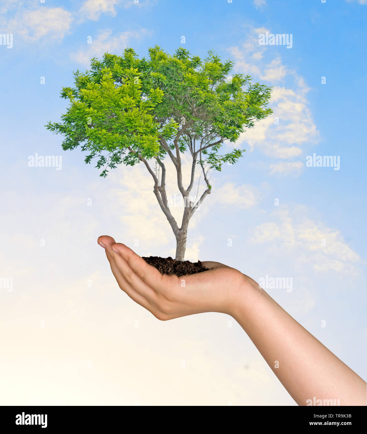 Tree in hand Stock Photo - Alamy