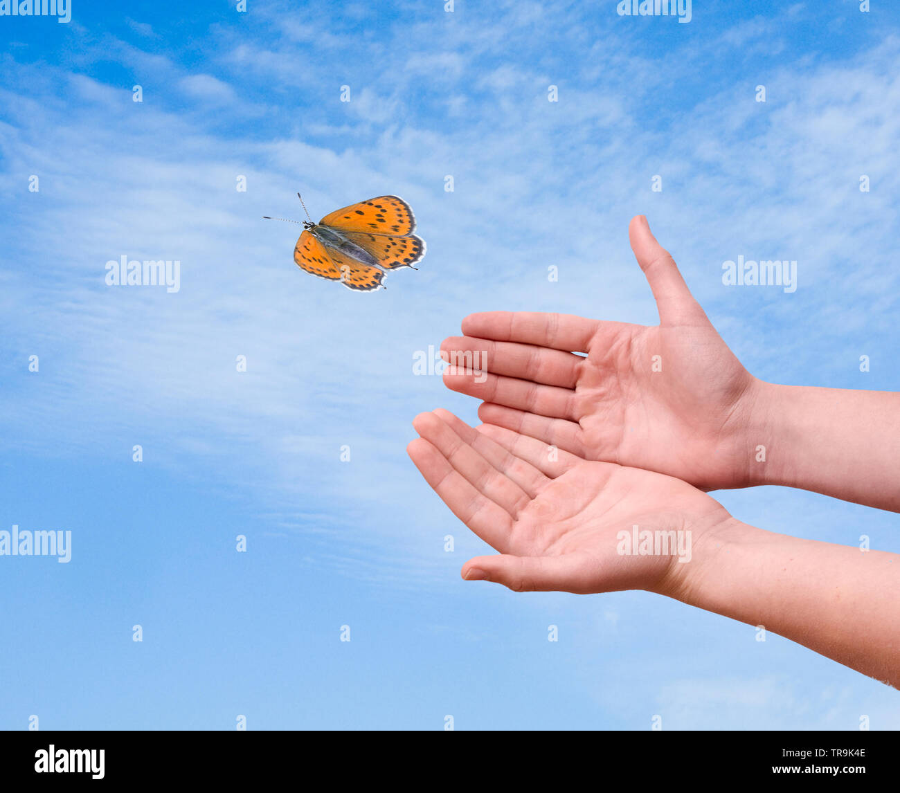 Butterfly flying from hand Stock Photo - Alamy