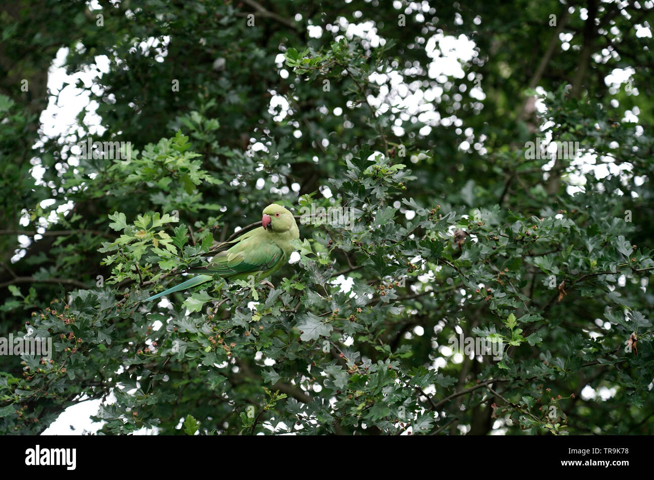 Green parrot in London (a ring neck parakeet), Hyde Park, UK Stock ...