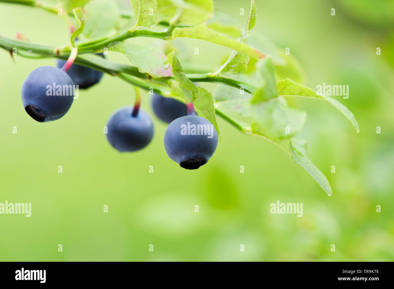 Shrub bilberries hi-res stock photography and images - Alamy