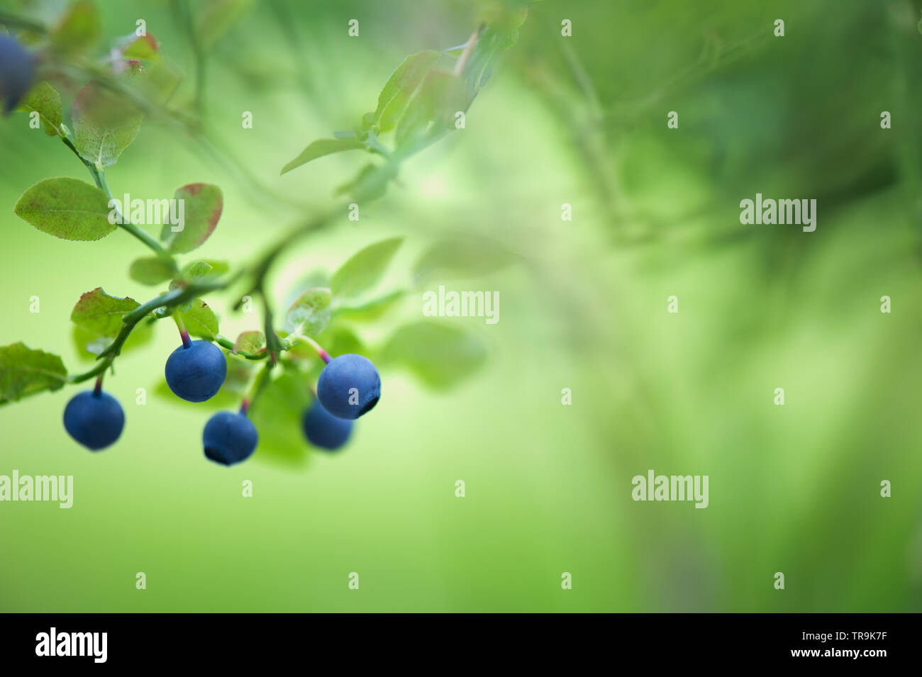 Shrub bilberries hi-res stock photography and images - Alamy