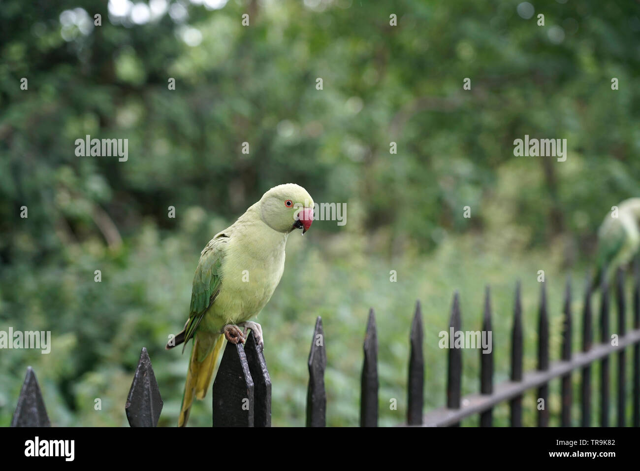 Green parrot in London (a ring neck parakeet), Hyde Park, UK Stock ...