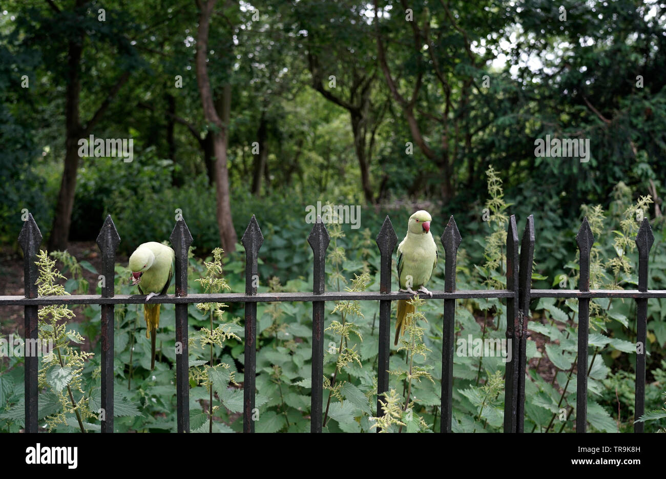 Green parrots in London (a ring neck parakeet), Hyde Park, UK Stock ...