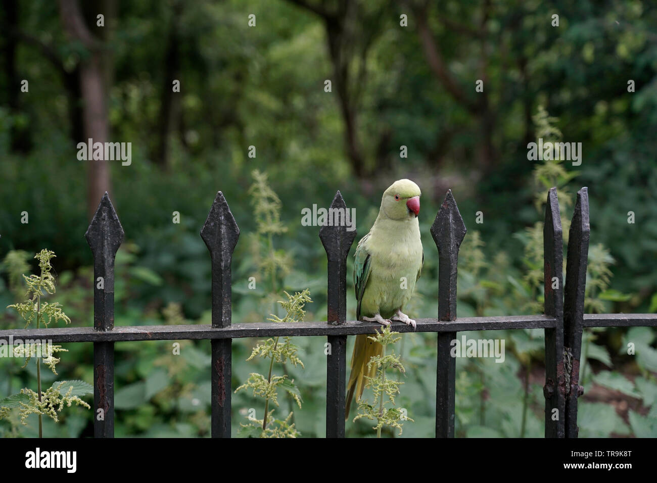 Green parrot in London (a ring neck parakeet), Hyde Park, UK Stock ...